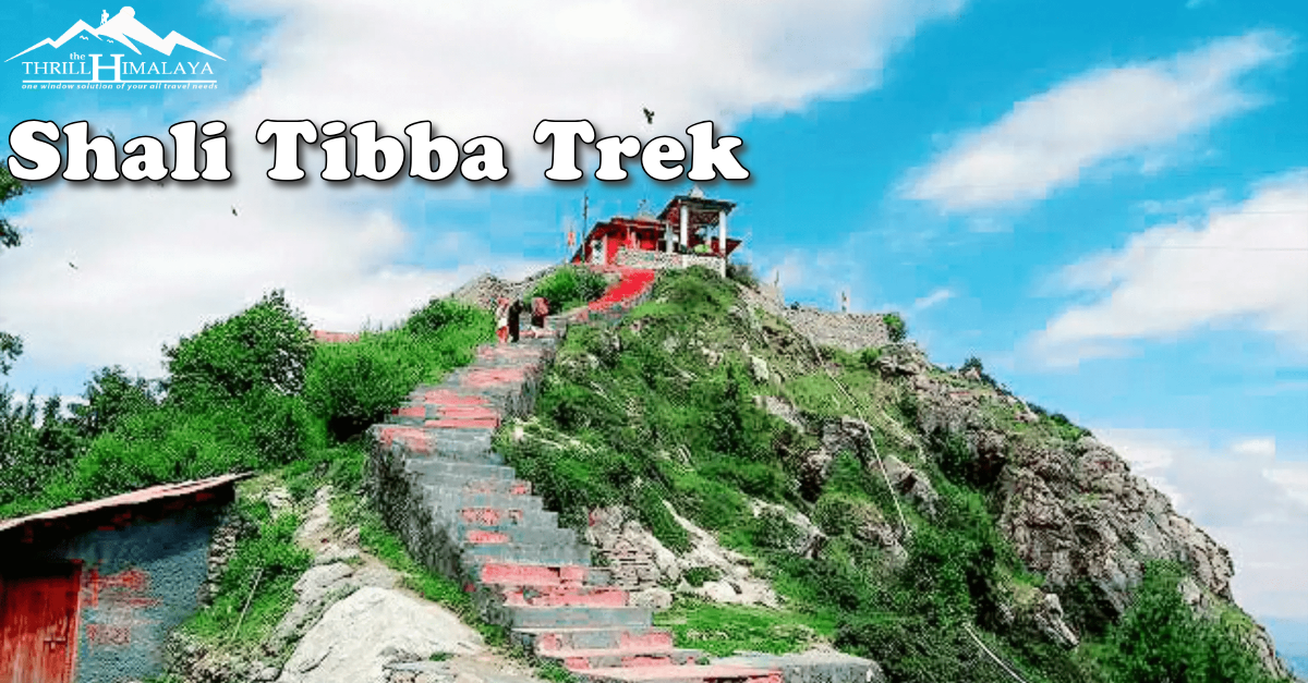 Shali Tibba Trek from Mashobra | Easy Trek Near Shimla